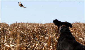Snake Den Lodge | Pheasant Hunting Lodge in Presho, South Dakota